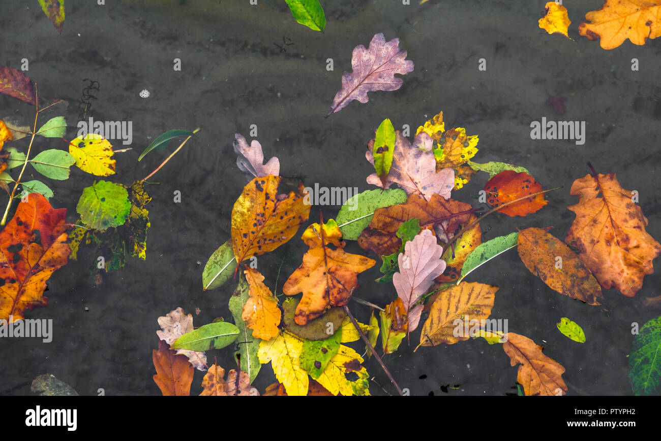 Autumn coloured leaves floating on the surface of a lake Stock Photo - Alamy