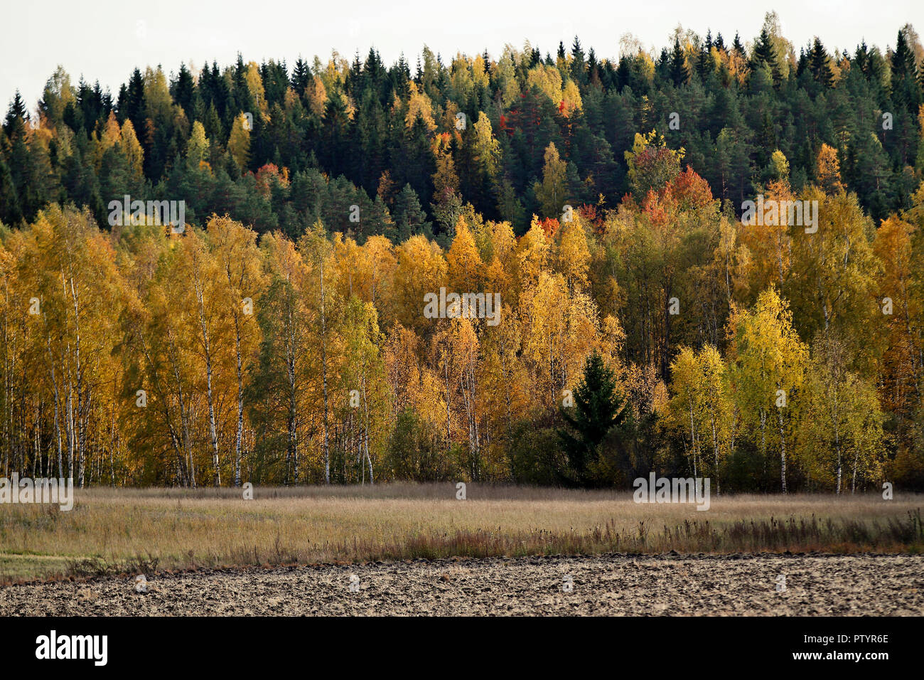 Different autumn colours of finnish forest Stock Photo - Alamy