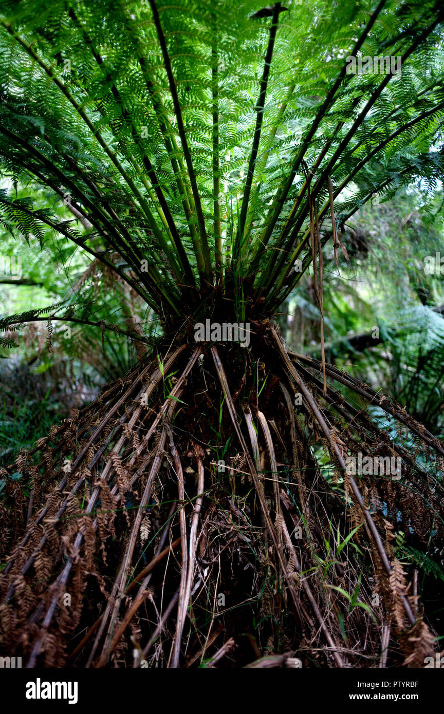 A bush with the sun shining through the leaves Stock Photo - Alamy