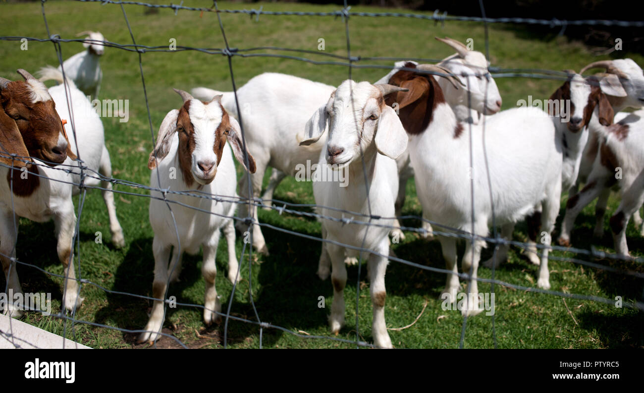 Beef goats hi-res stock photography and images - Alamy