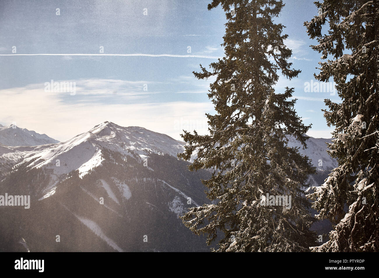 Pine trees with a view mountains in the Austrian alps Stock Photo - Alamy