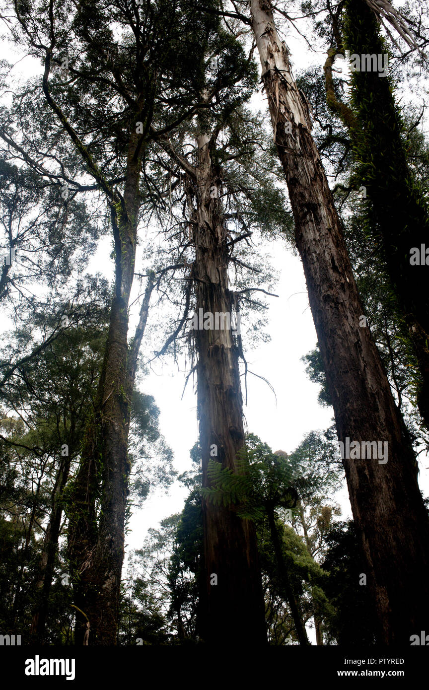 Trees in the forest of Great Otway National Park Stock Photo - Alamy
