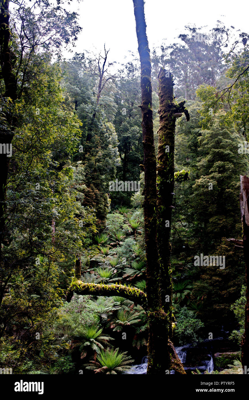 Trees in the forest of Great Otway National Park Stock Photo - Alamy