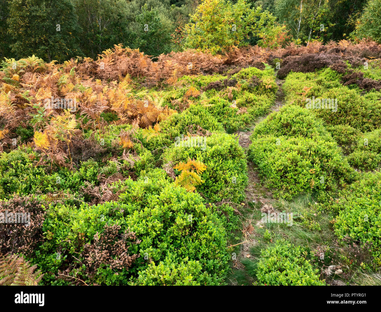 Bilberry bushes hi-res stock photography and images - Alamy