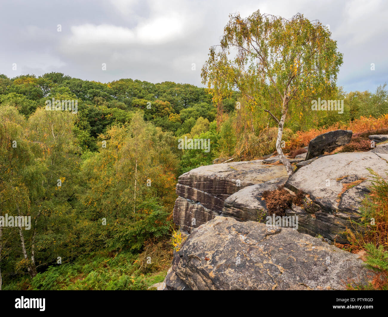 Silver birch tree clinging to a gristone outcrop at Shipley Glen near ...
