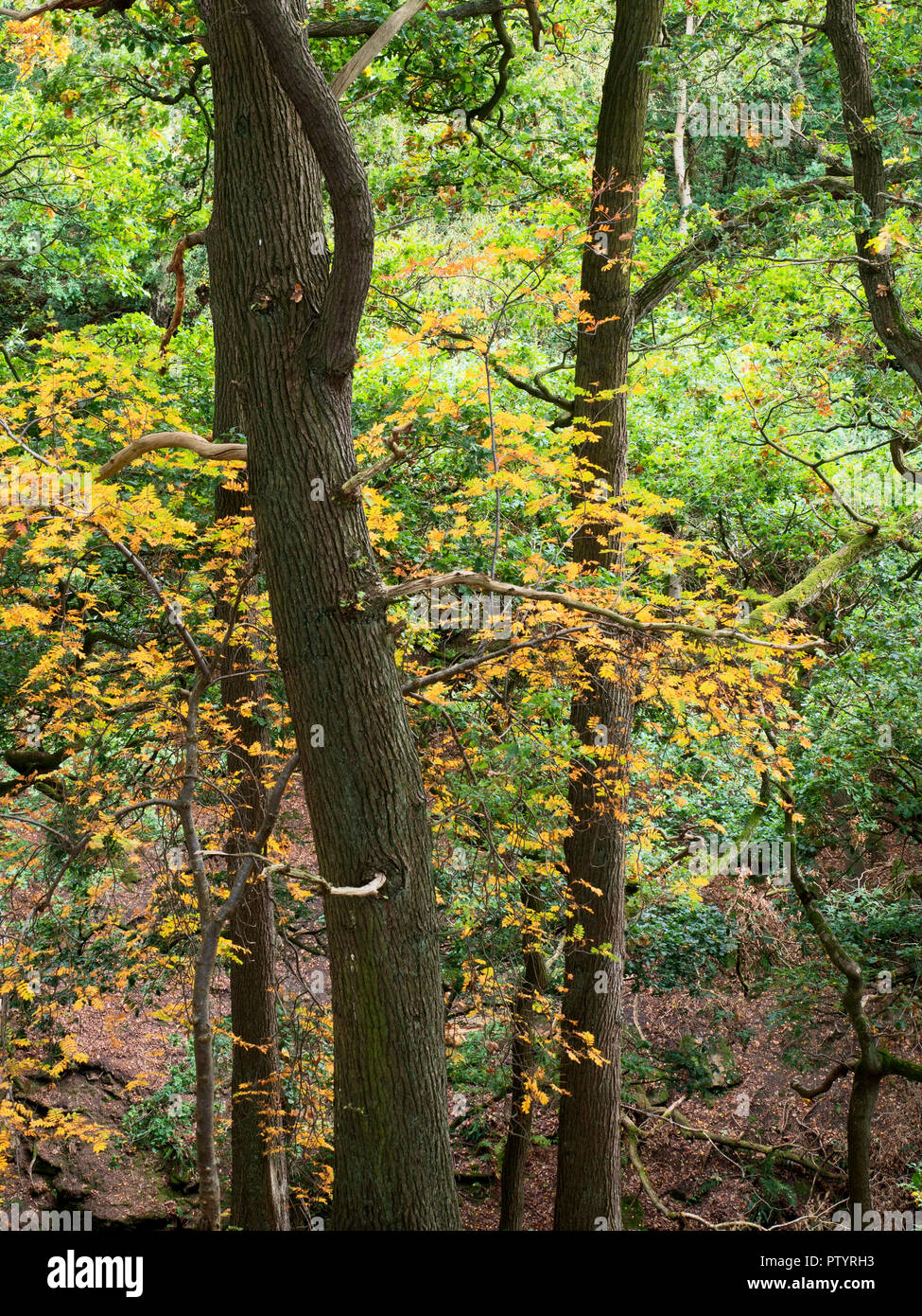 Ash tree in autumn at Shipley Glen near Baildon West Yorkshire England ...