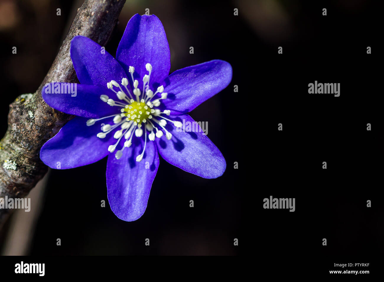 First fresh blue violets in the forest. Blue spring wildflowers ...