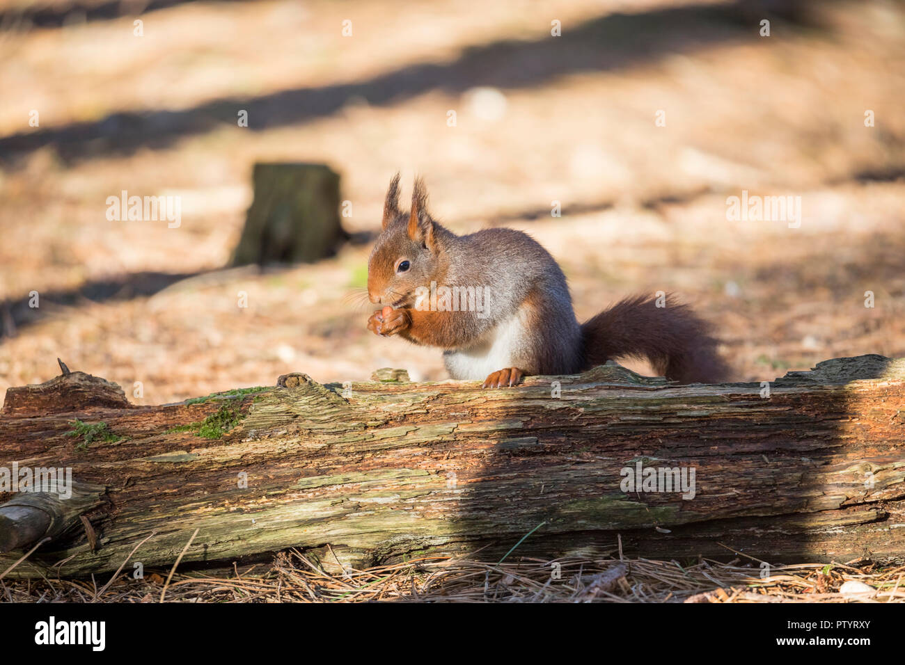 Eurasian red squirrel (Sciurus vulgaris Stock Photo - Alamy
