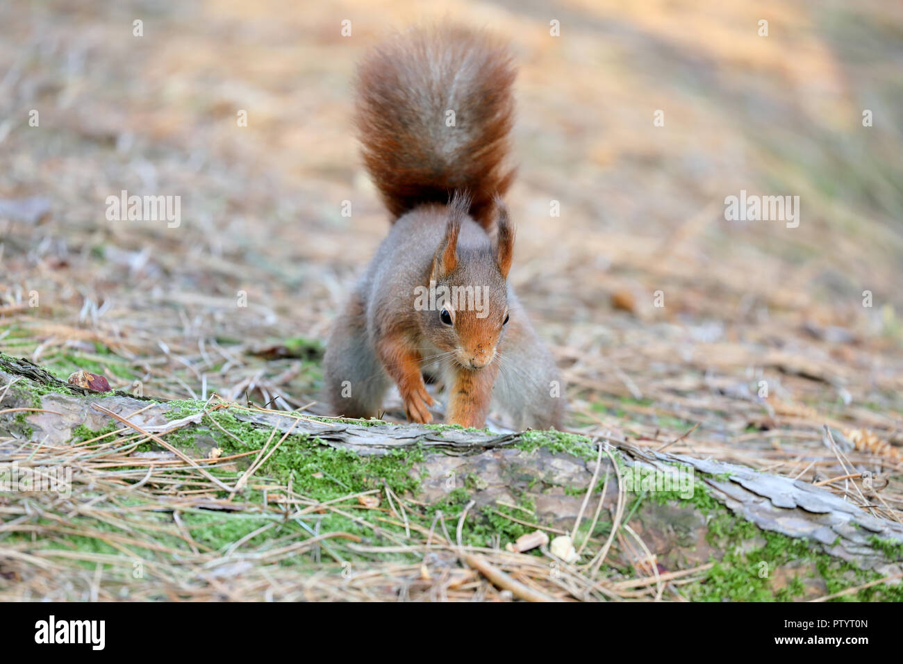 Eurasian red squirrel (Sciurus vulgaris Stock Photo - Alamy