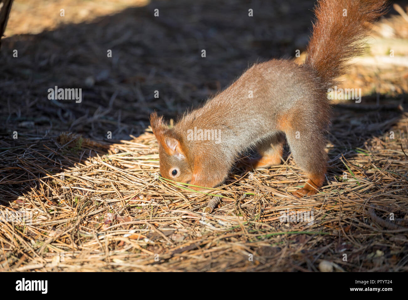 Red squirrel cache hi-res stock photography and images - Alamy