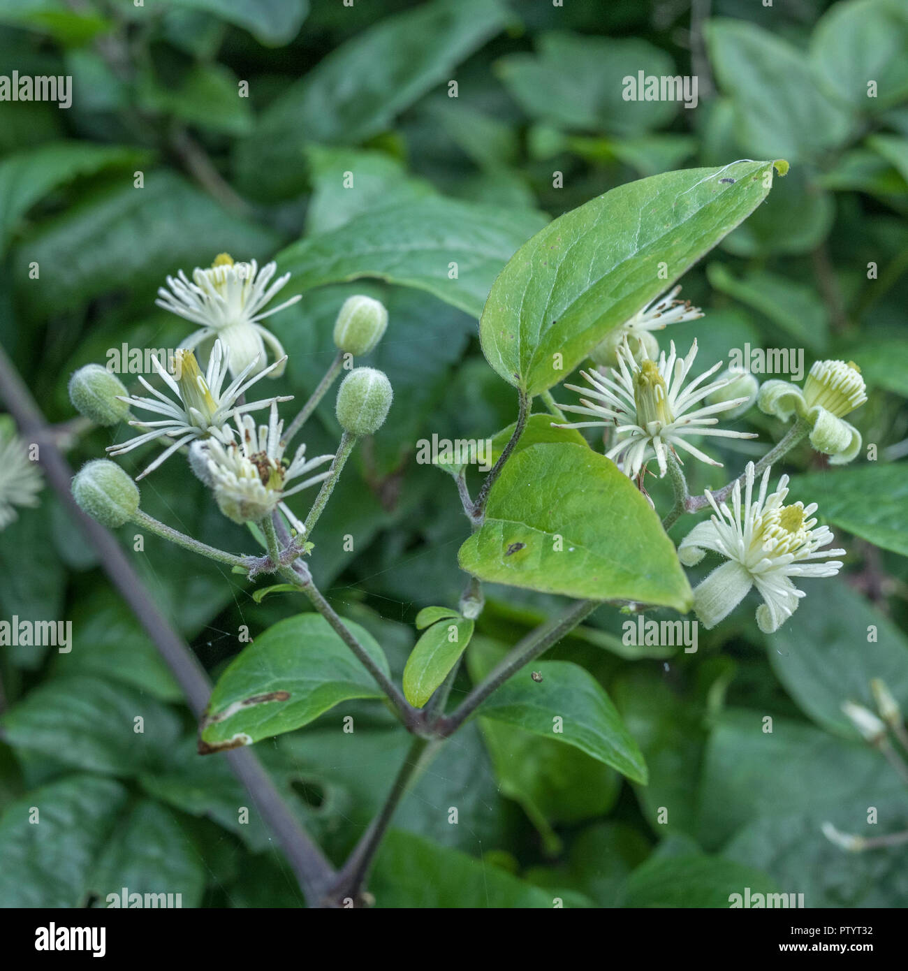 Travellers joy clematis hi-res stock photography and images - Alamy