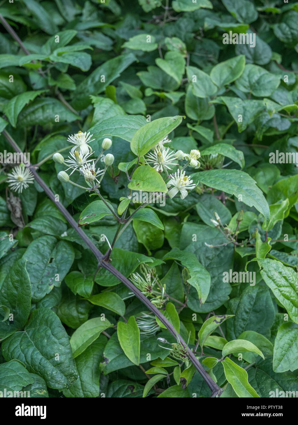 Traveller's Joy / Clematis vitalba - Wild Clematis - in flower. Parts ...