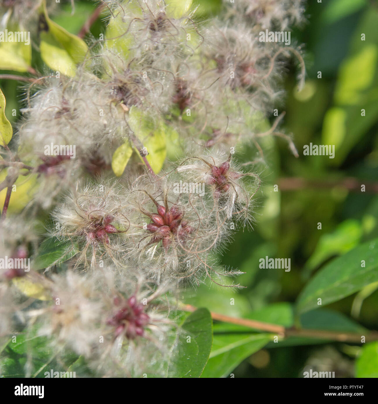 Traveller's Joy / Clematis vitalba - Wild Clematis - in flower. Parts ...