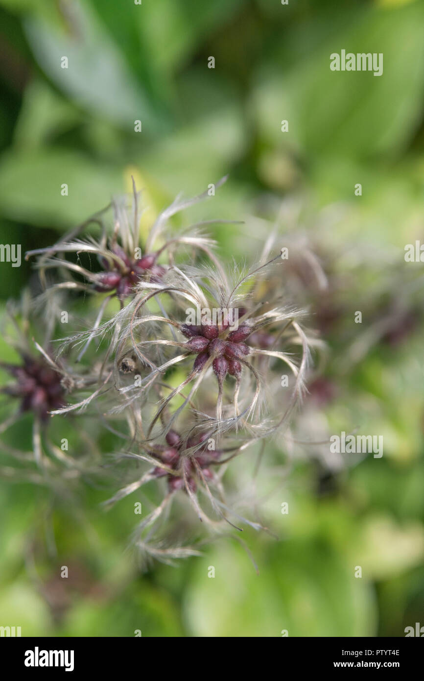 Traveller's Joy / Clematis vitalba - Wild Clematis - in flower. Parts ...