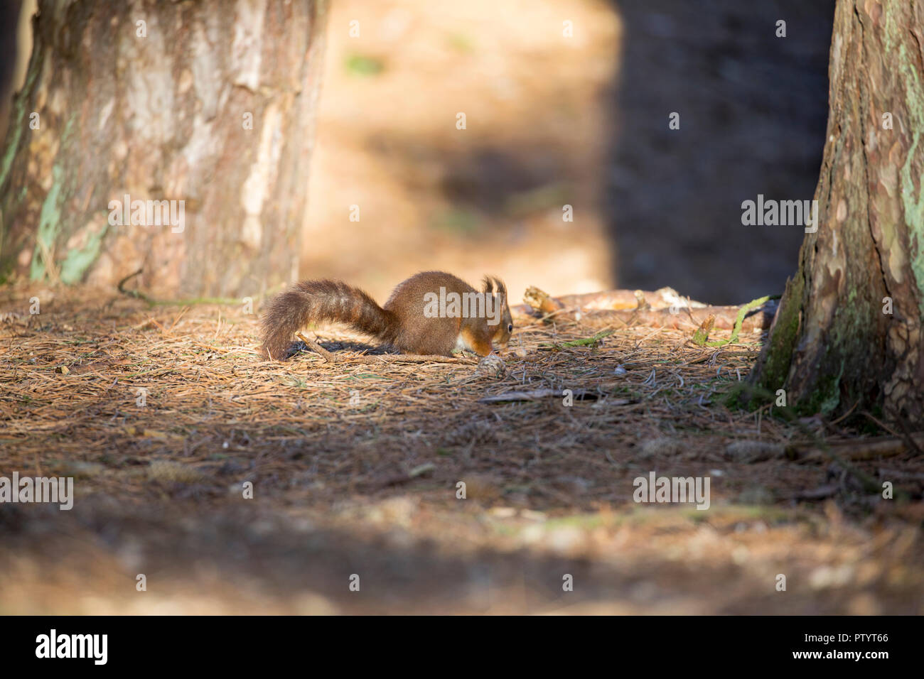 Eurasian red squirrel (Sciurus vulgaris Stock Photo - Alamy
