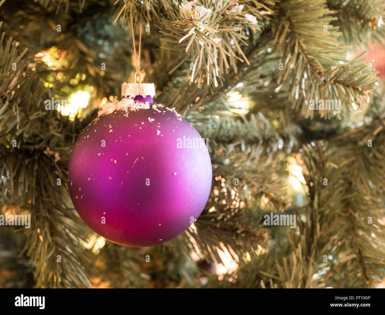 Pine tree purple hi-res stock photography and images - Alamy