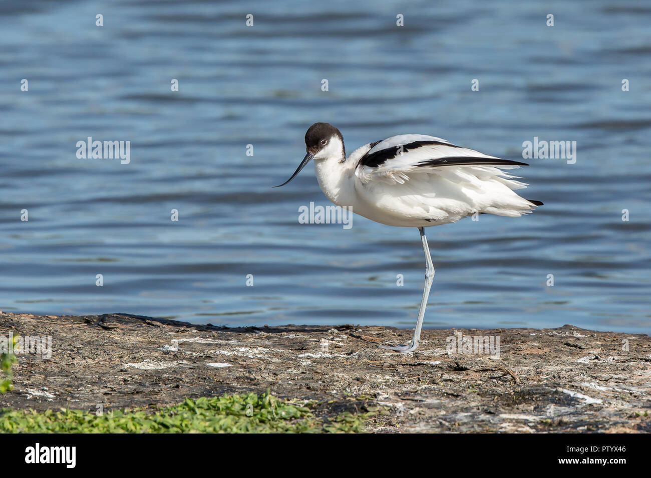 Side view close up of wild UK pied avocet shore bird (Recurvirostra ...