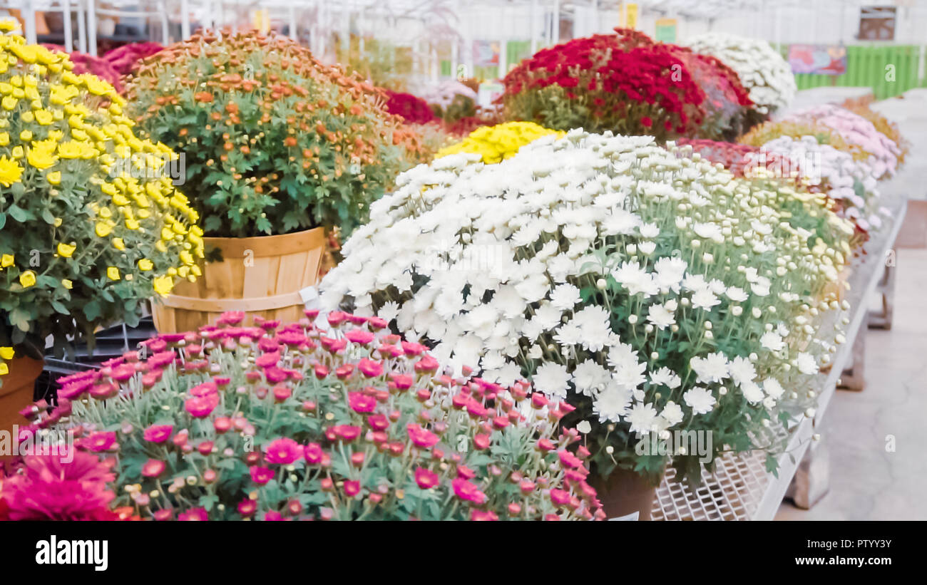 Variety of mums flowers in garden center Stock Photo - Alamy
