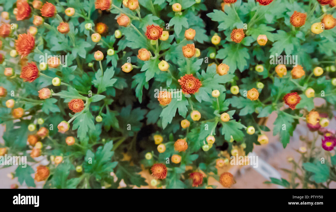 Multicolor mums hi-res stock photography and images - Alamy