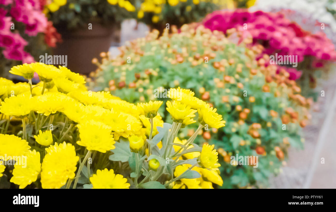 Variety of mums flowers in garden center Stock Photo - Alamy