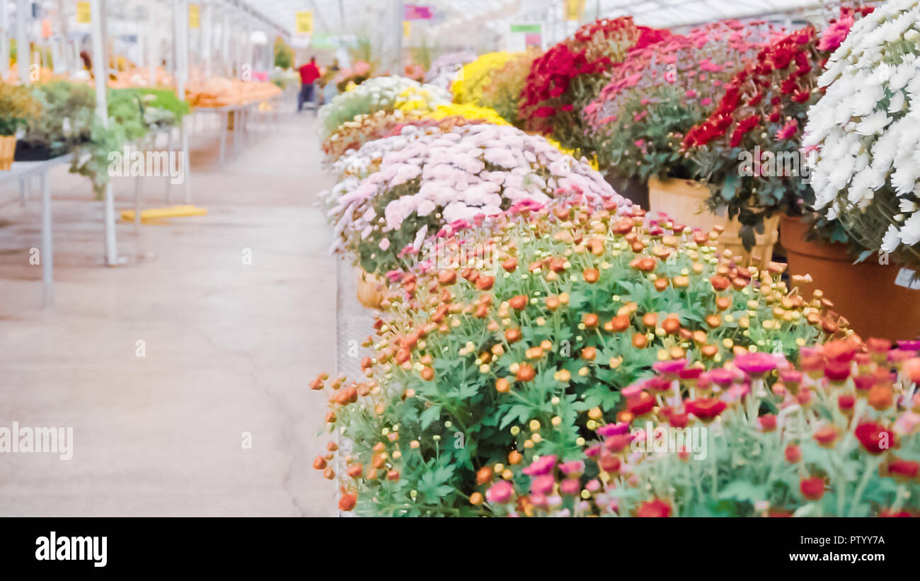 Variety of mums flowers in garden center Stock Photo - Alamy