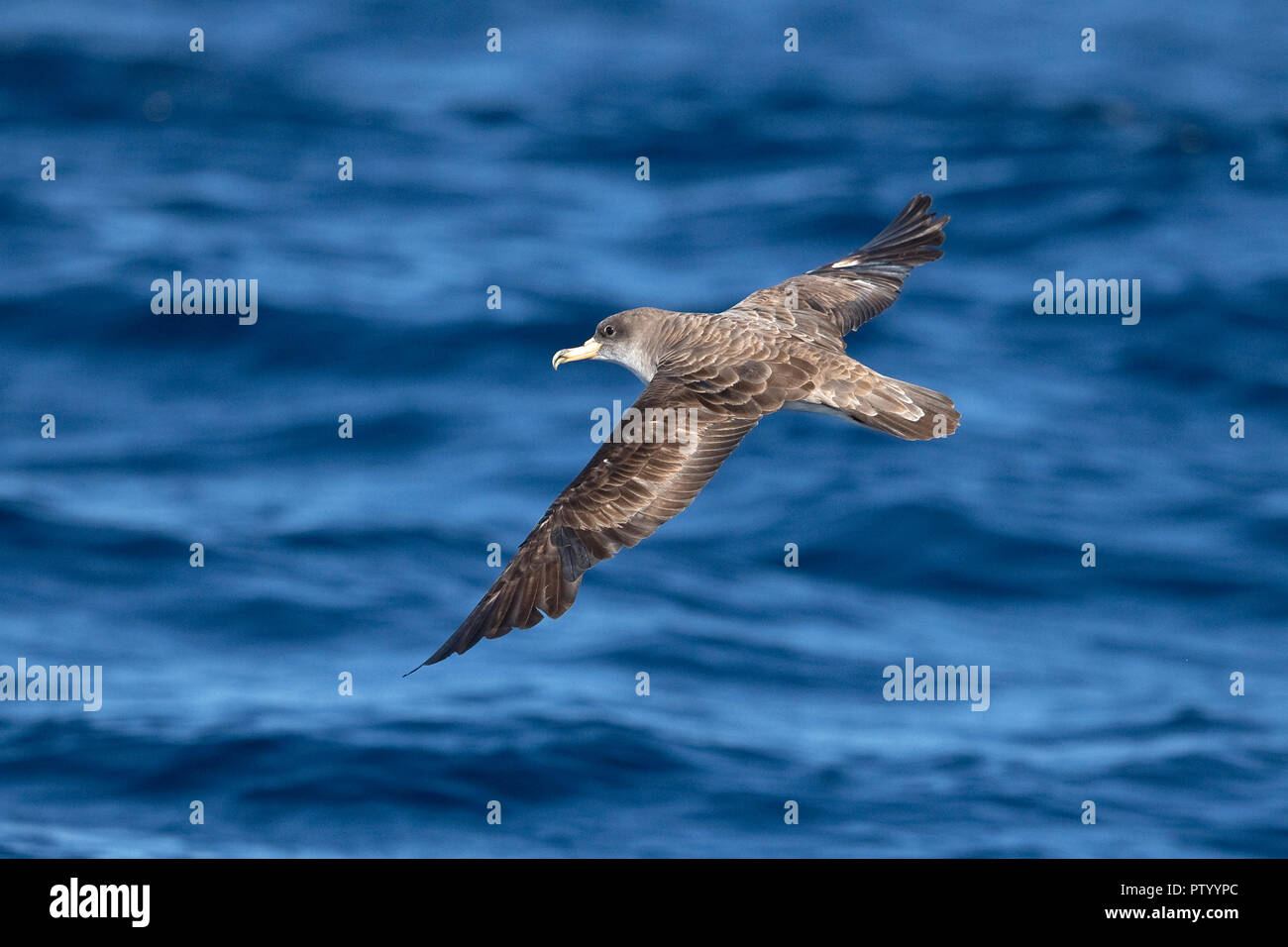 Calonectris borealis hi-res stock photography and images - Alamy