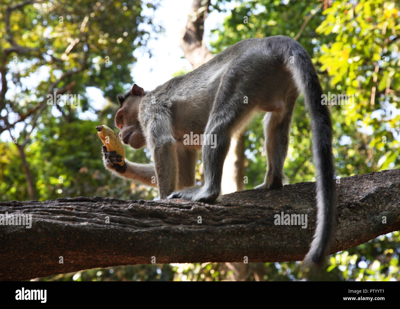 Monkey in goa india hi-res stock photography and images - Alamy