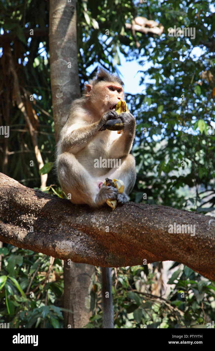 Monkey in Goa. India Stock Photo - Alamy