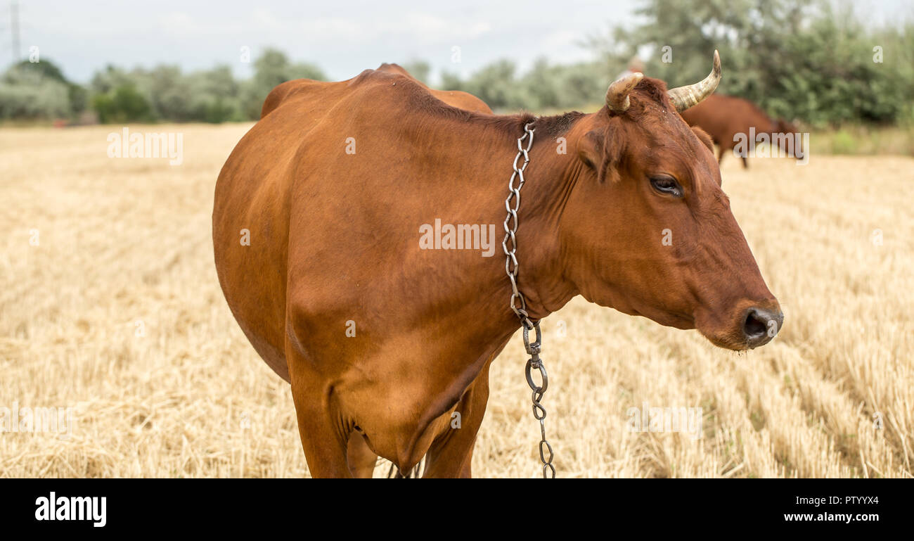 beautiful brown cow grazing in a yellow field Stock Photo - Alamy