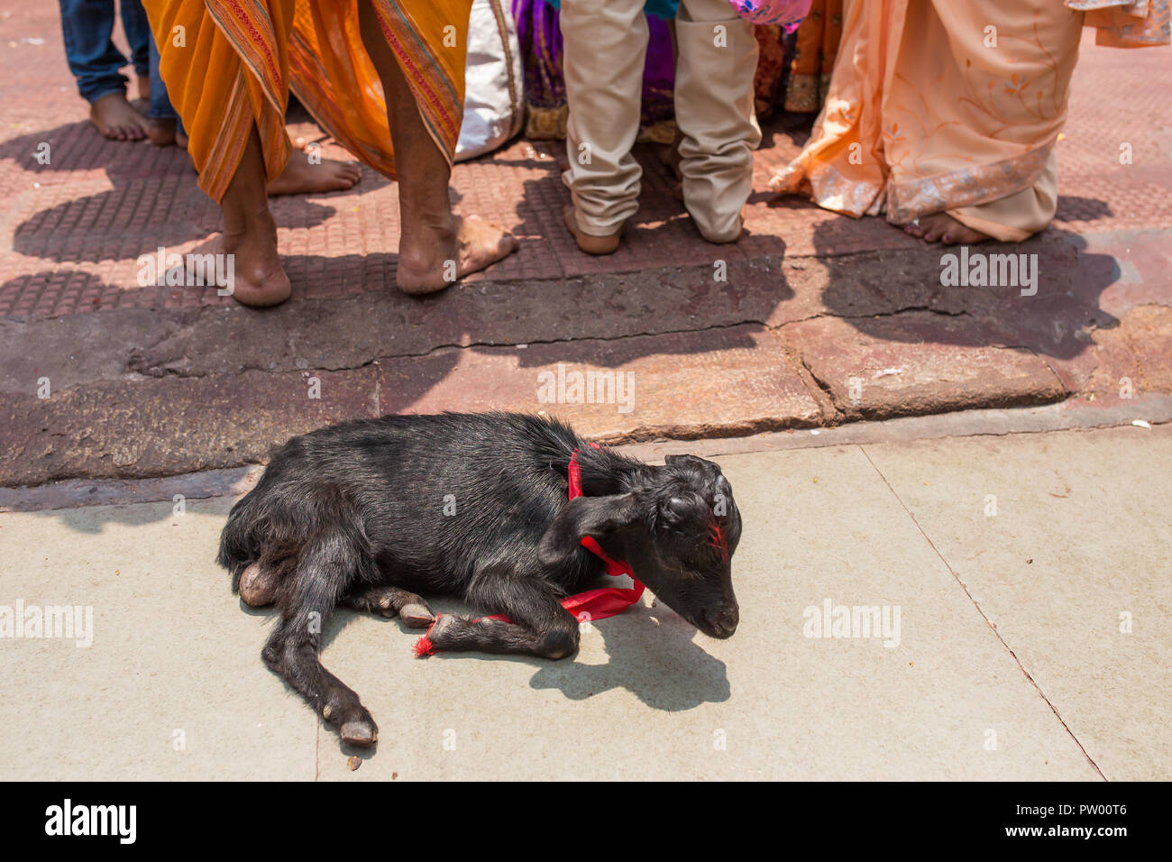 Sacrificial goat at the entrance to Hindu Kamakhya temple in Guwahati ...
