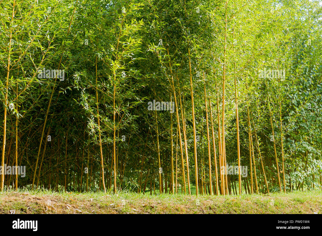 Bamboo forests hi-res stock photography and images - Alamy