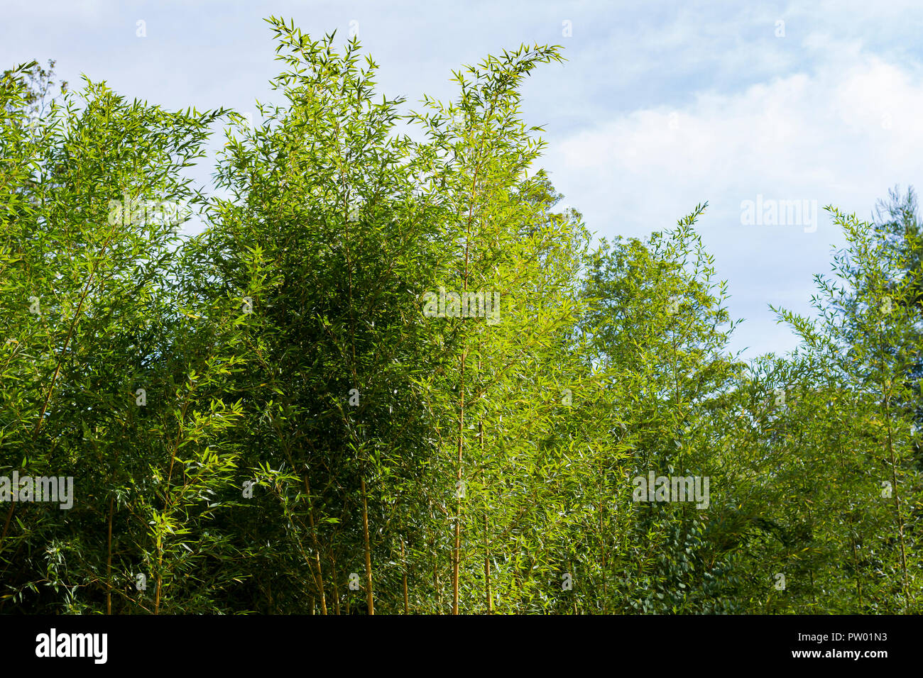 Bamboo trees bathed in autumn sunshine, UK Stock Photo - Alamy