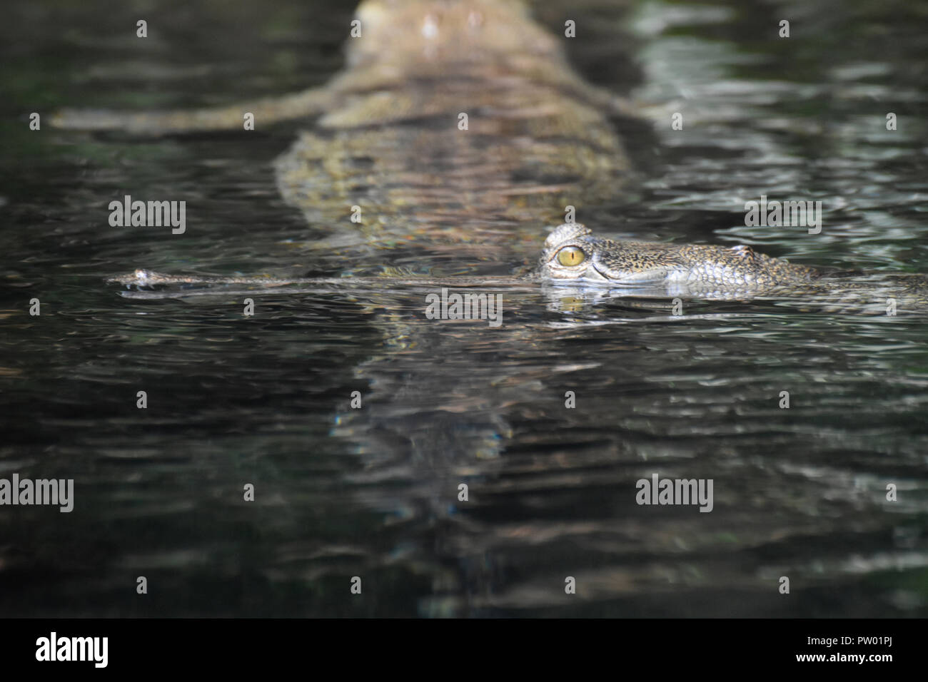 River gavials swimming along in the river Stock Photo - Alamy