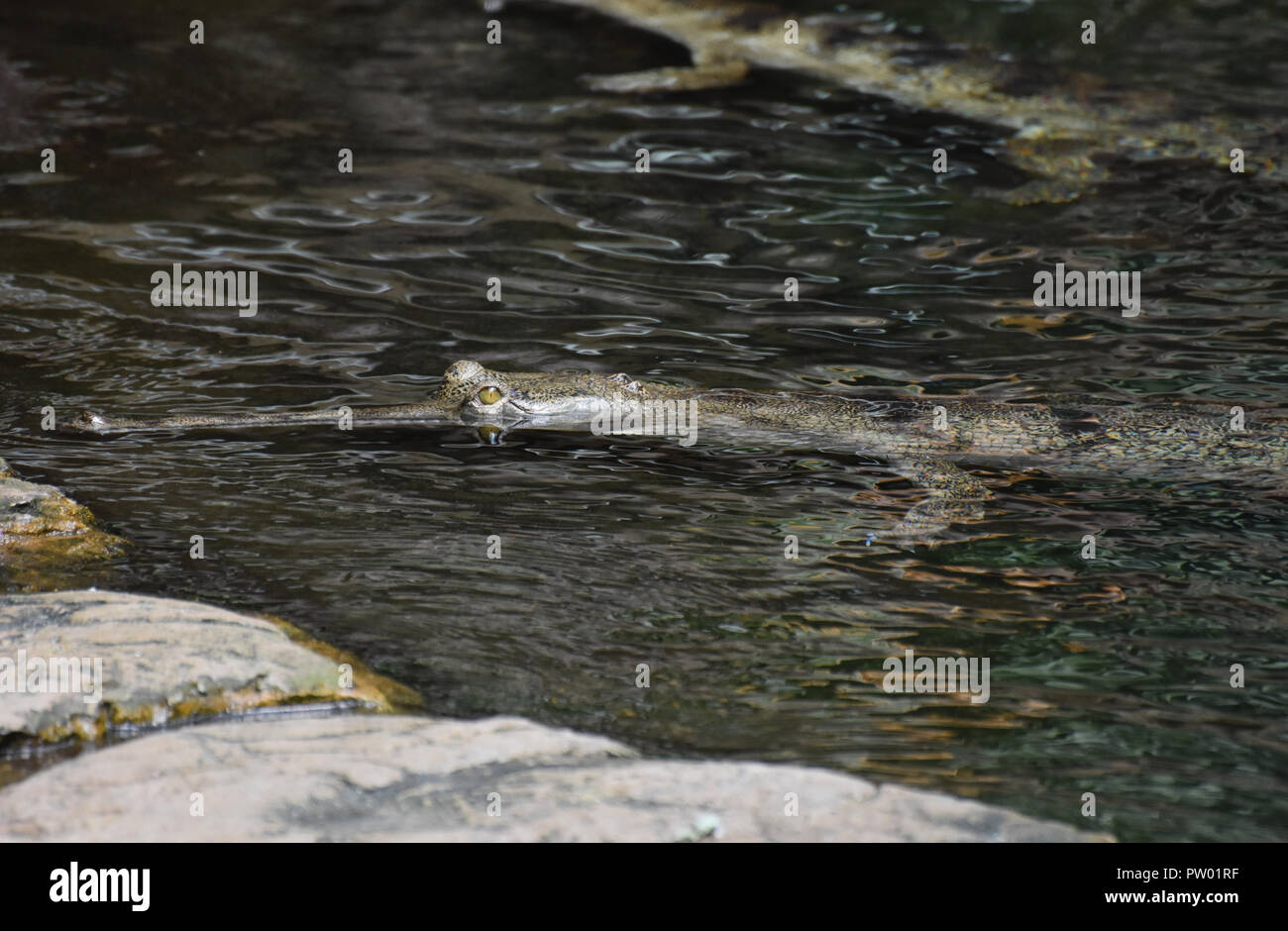 Crocodile Stalking Stock Photos & Crocodile Stalking Stock Images - Alamy