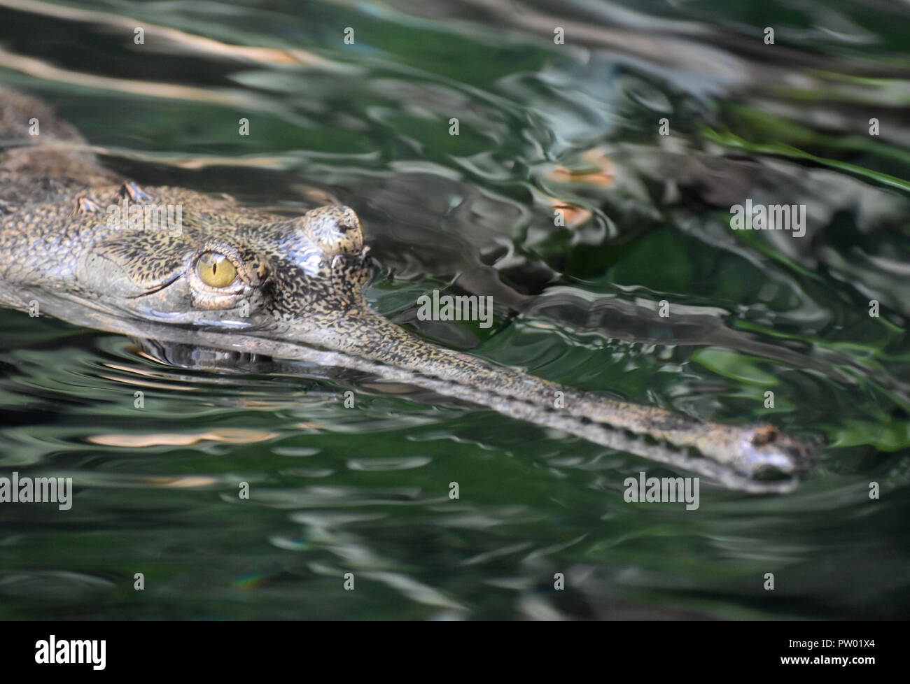 Menacing looking gavial crocodile in a river Stock Photo - Alamy