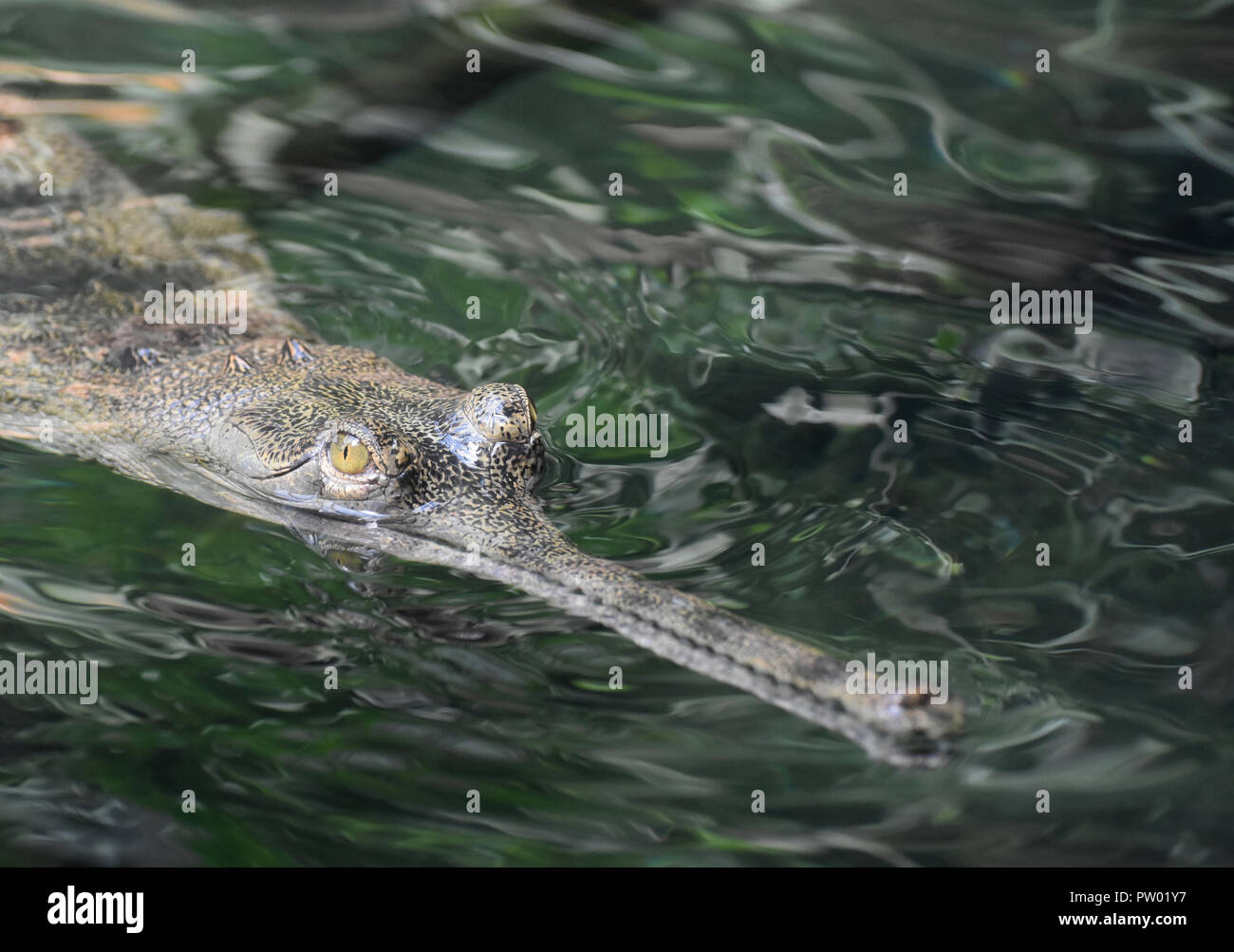 Face of a river crocodile looking up Stock Photo - Alamy