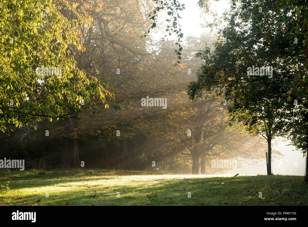 Misty autumn morning at Wollaton Park, Nottingham Nottinghamshire ...