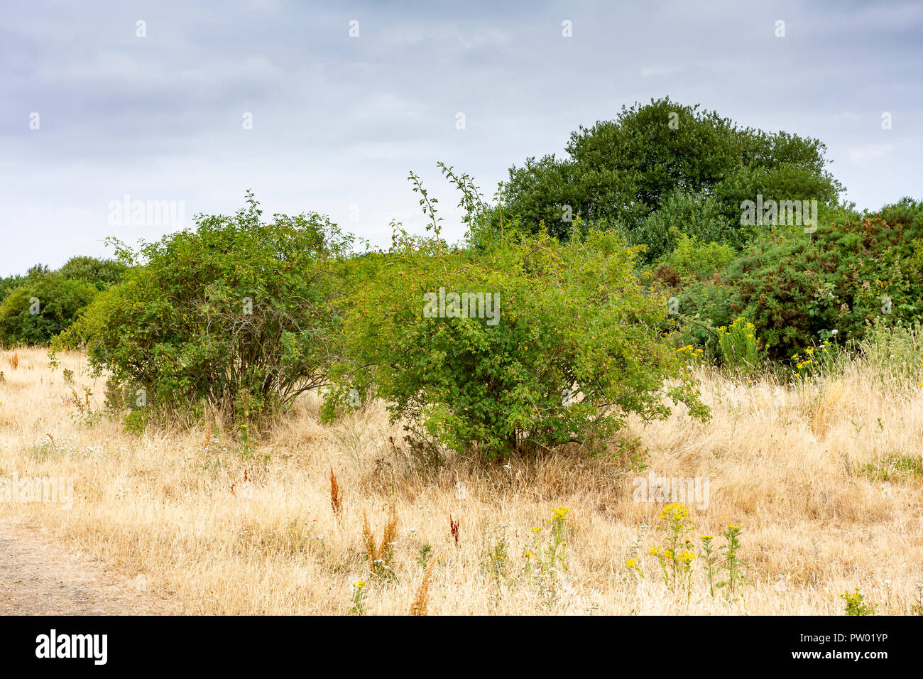 Rosa canina, Dog-rose shrub tree's in the summer season, Dorset, UK ...