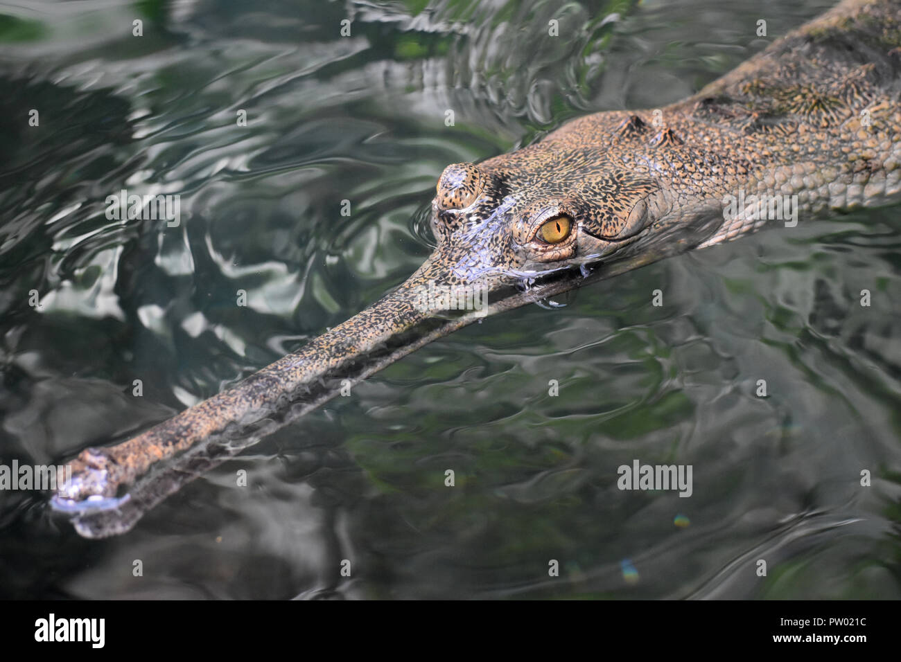 Gavial crocodile swimming along the water's surface Stock Photo - Alamy