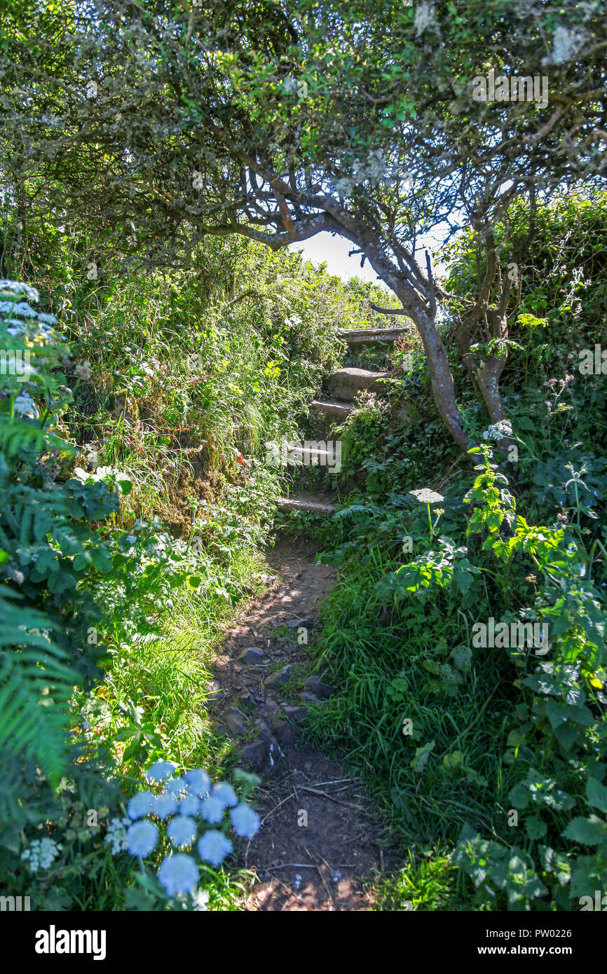 Cornish wildflowers hi-res stock photography and images - Alamy