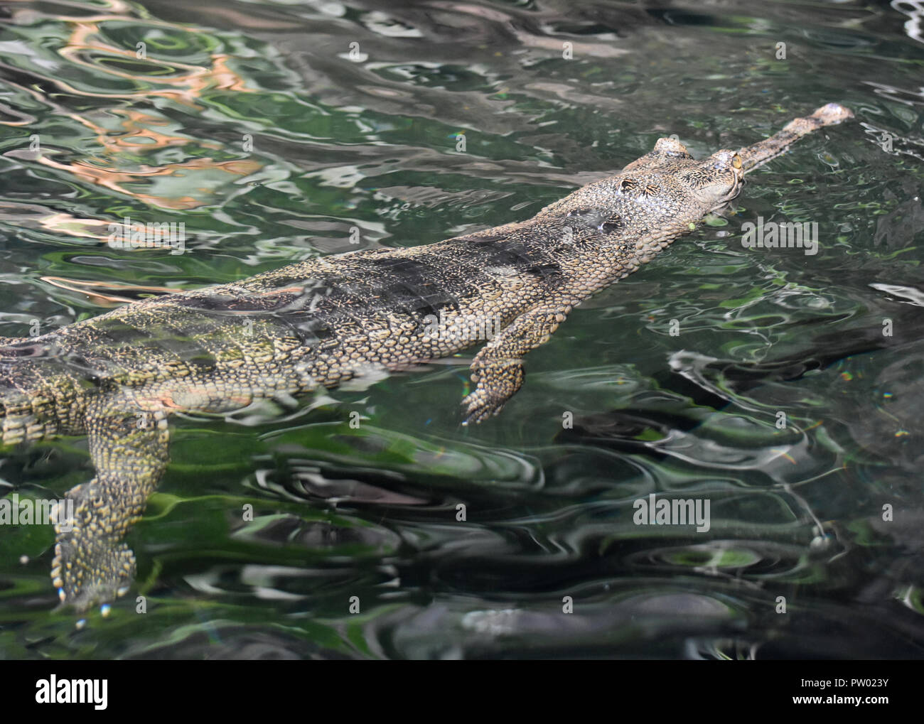 Scaley skin hi-res stock photography and images - Alamy