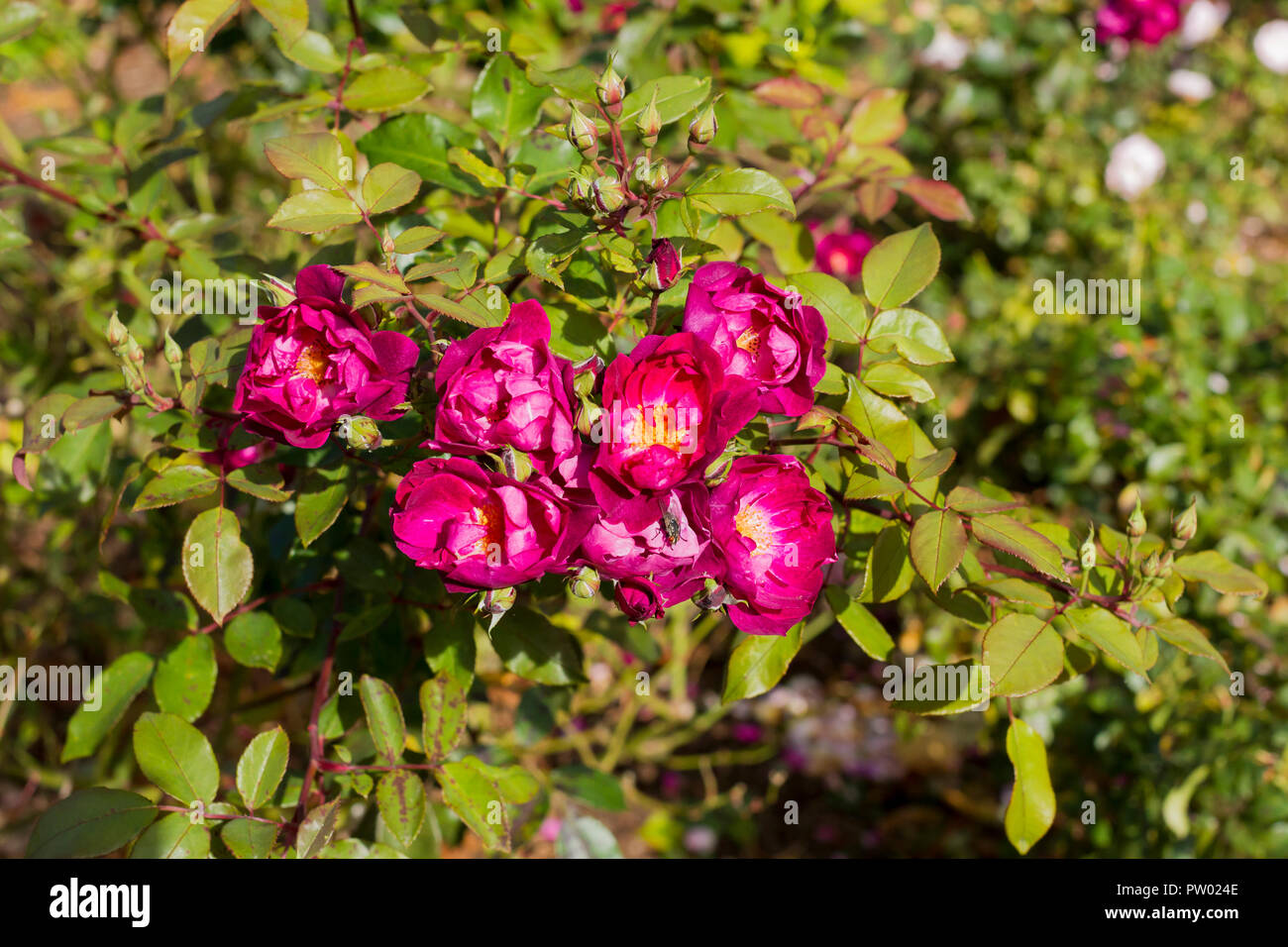 Fuchsia pink Rugosa roses in the autumn sunshine, Dorset, United ...