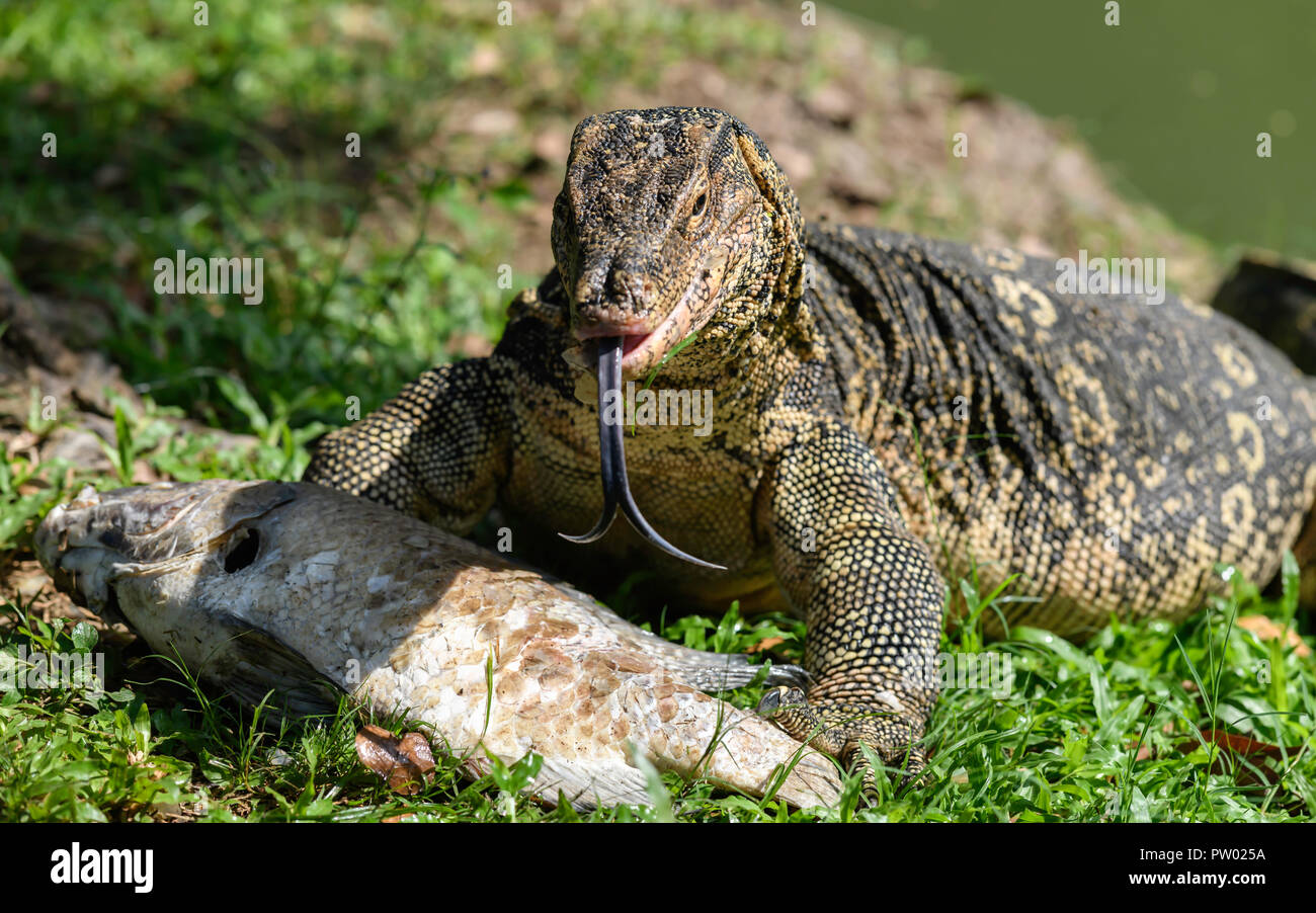Large Monitor Lizard eating a fish Stock Photo - Alamy