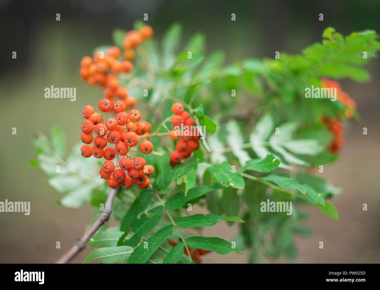 European rowan berries. Close up. Blurred green nature background Stock ...