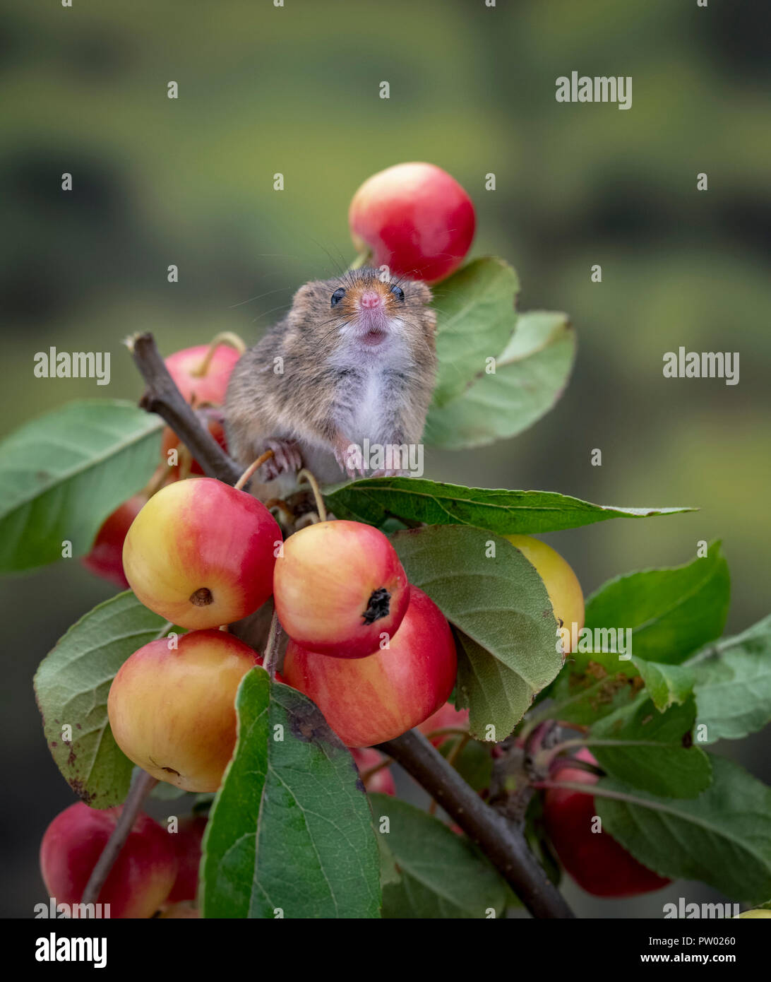 A Harvest Mouse sits on a branch of crab apples Stock Photo - Alamy