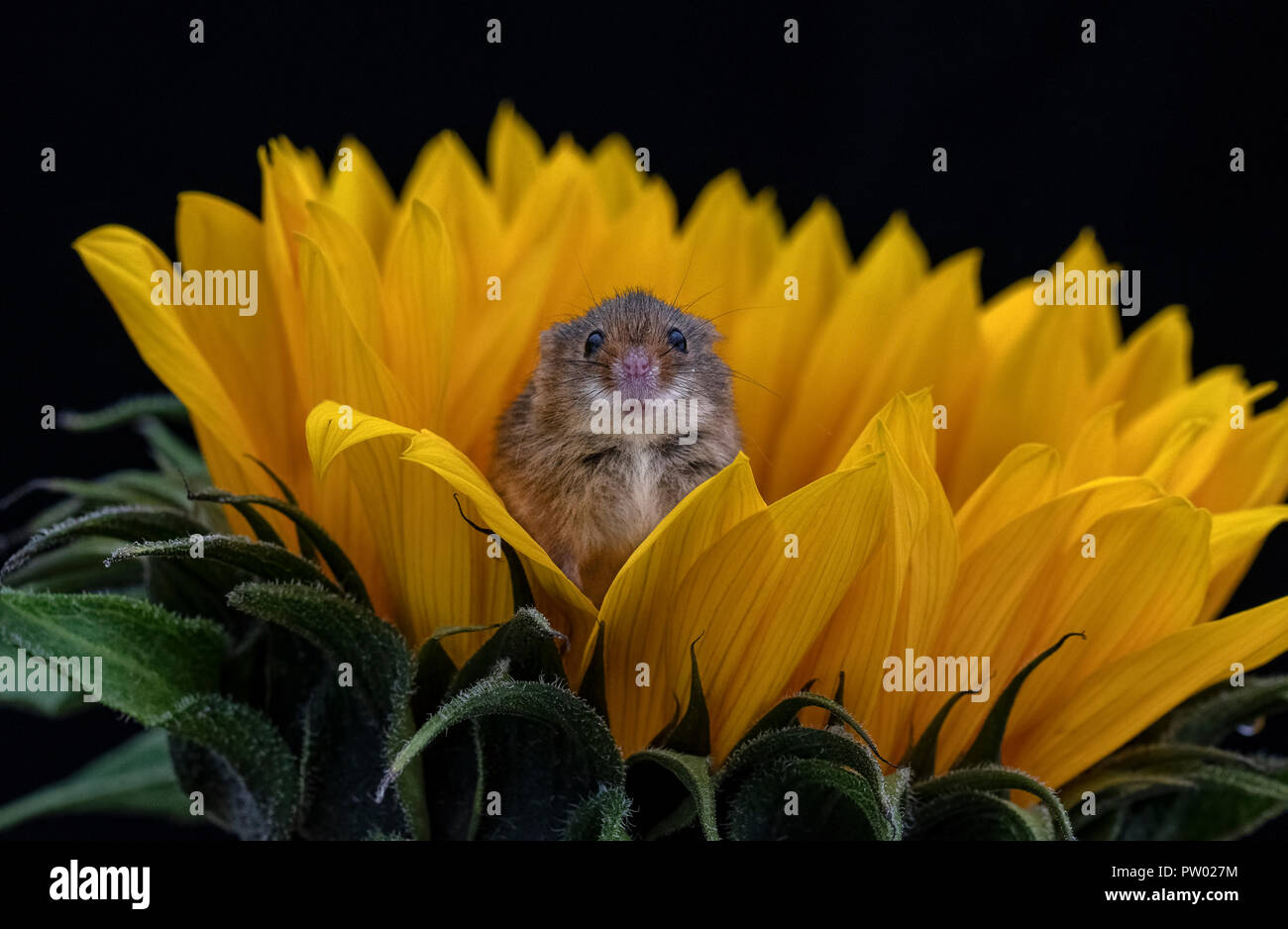 A Harvest Mouse climbs inside a sunflower, black background Stock Photo ...