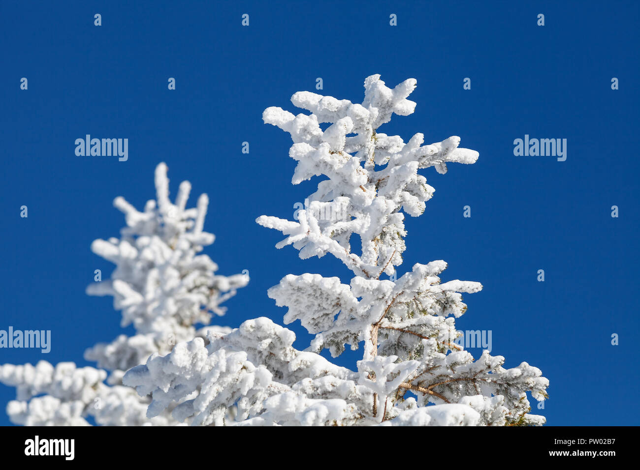 Snow covered trees against clear hi-res stock photography and images ...