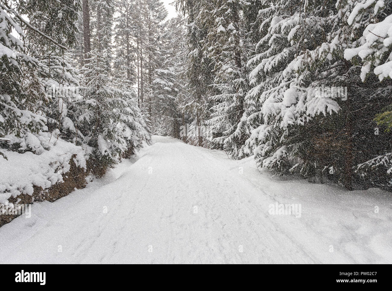 Blizzard white hi-res stock photography and images - Alamy