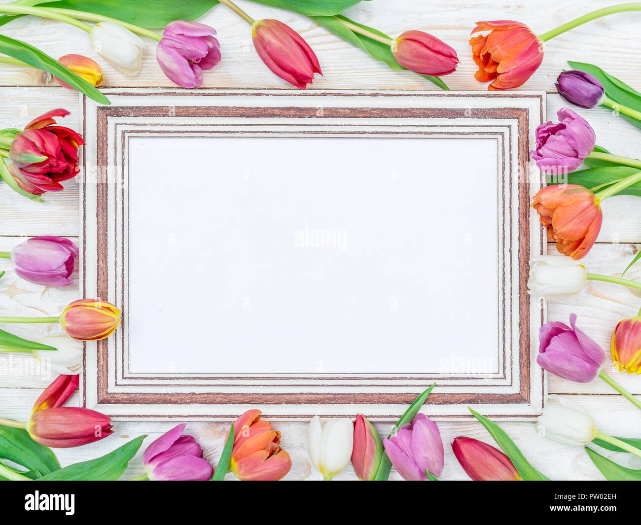 Colorful tulips around wooden frame in spring sunlights. Spring ...