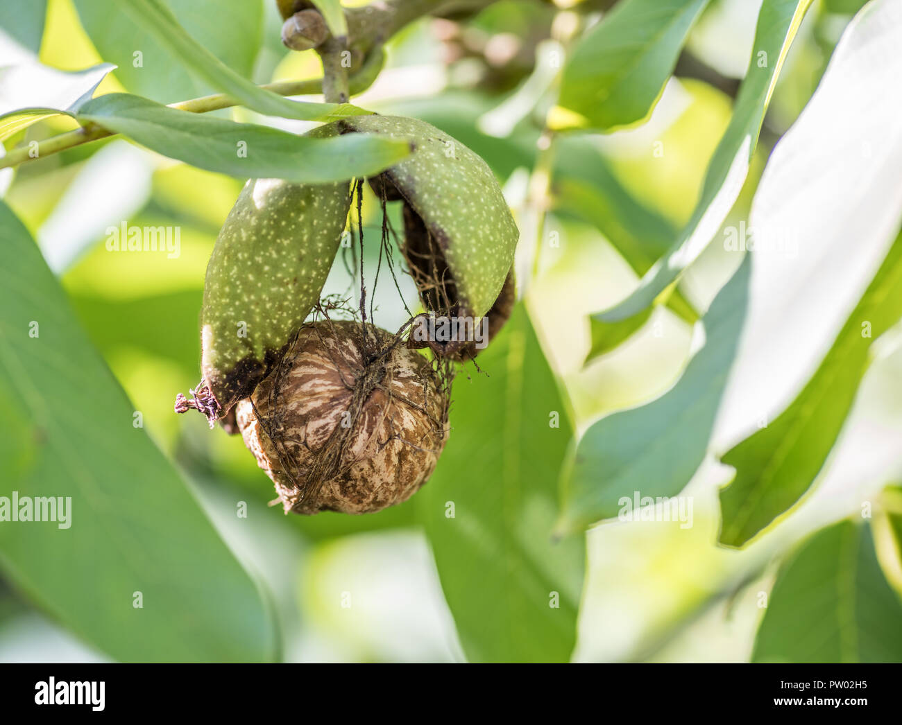Walnut on the branch of the walnut tree falls out of the shell. Sunny ...